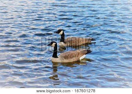 Two (2) Canadian Geese Image & Photo (Free Trial) | Bigstock