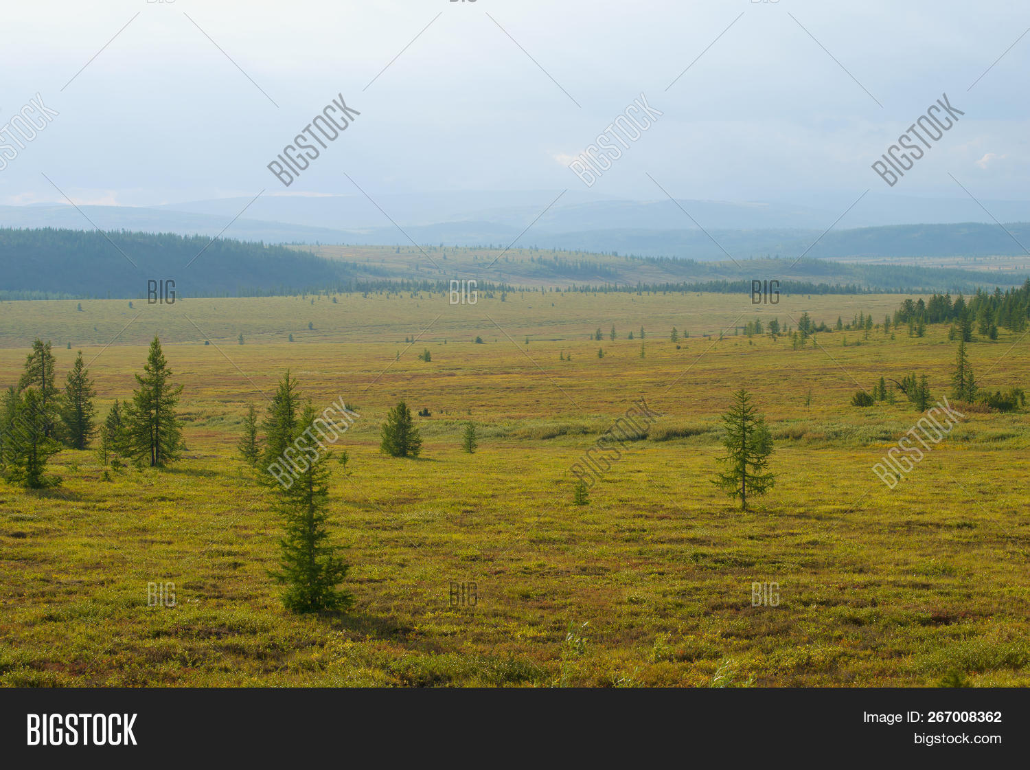 Sunny August Day Yamal Image & Photo (Free Trial) | Bigstock