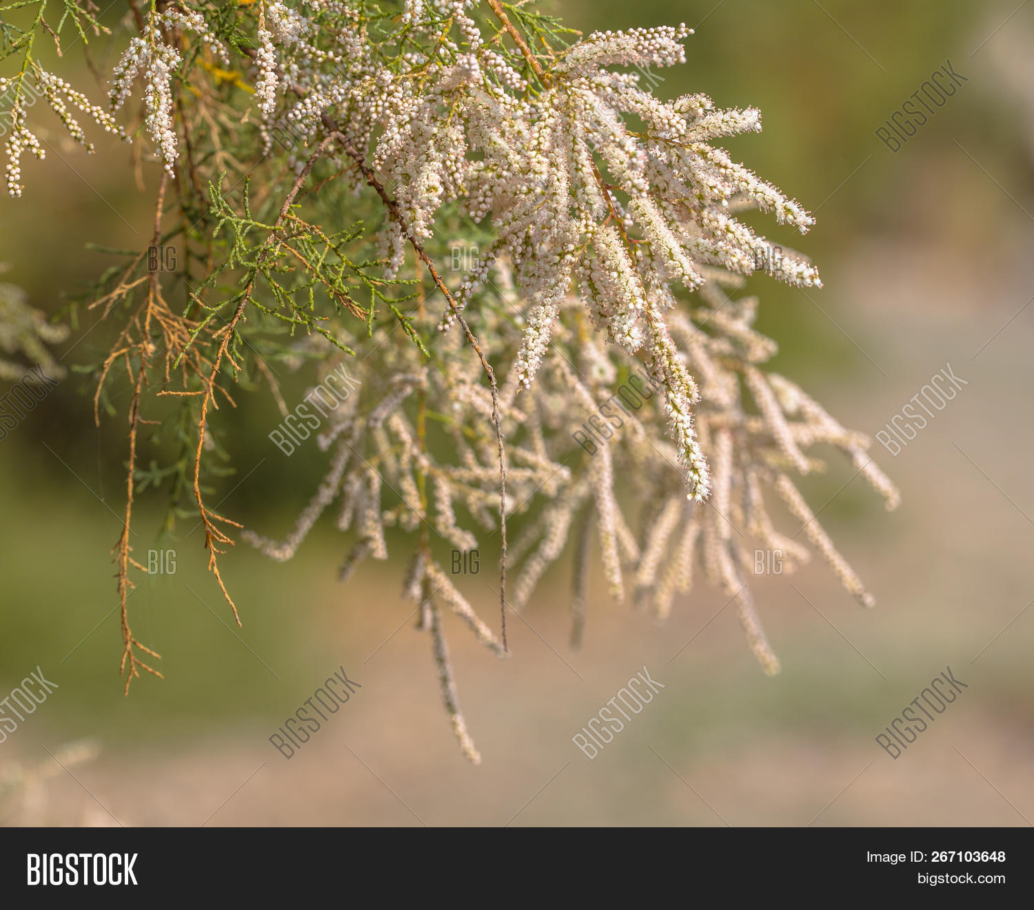 Blossom Tamarisk Tree Image & Photo (Free Trial) | Bigstock