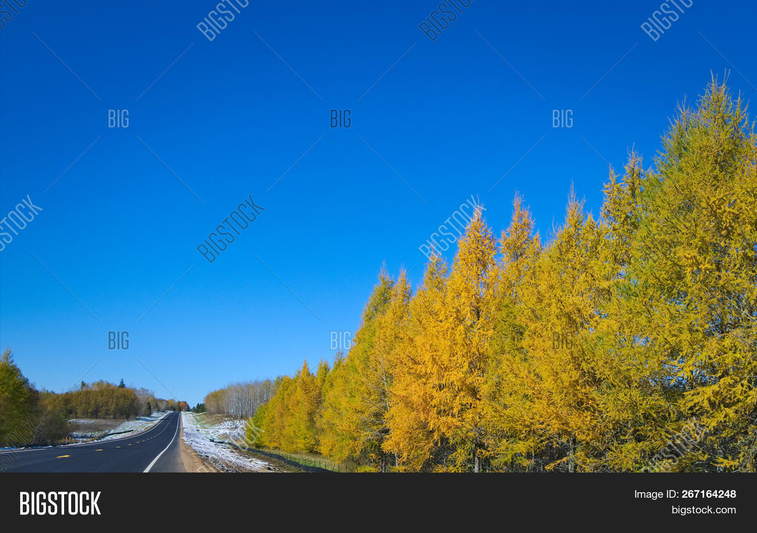 Tamarack Trees Fall, Image & Photo (Free Trial) | Bigstock