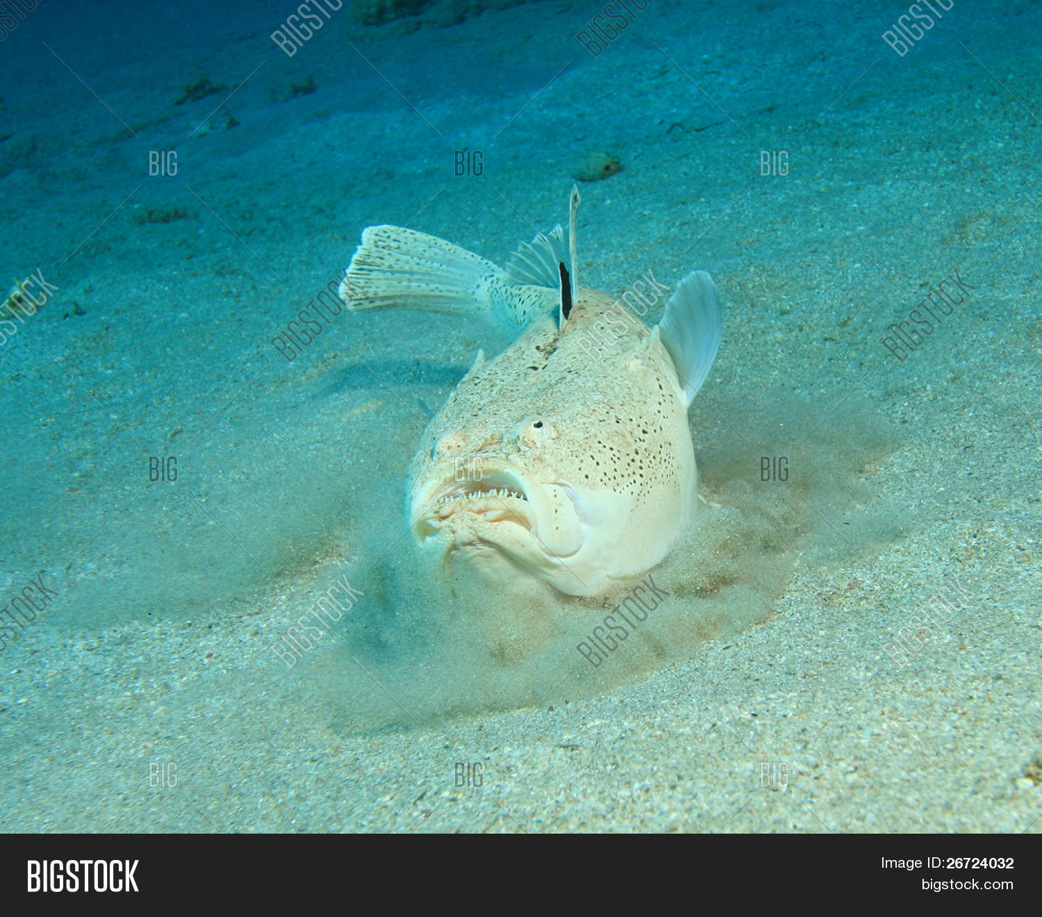 Whitemargin Stargazer Image & Photo (Free Trial) | Bigstock