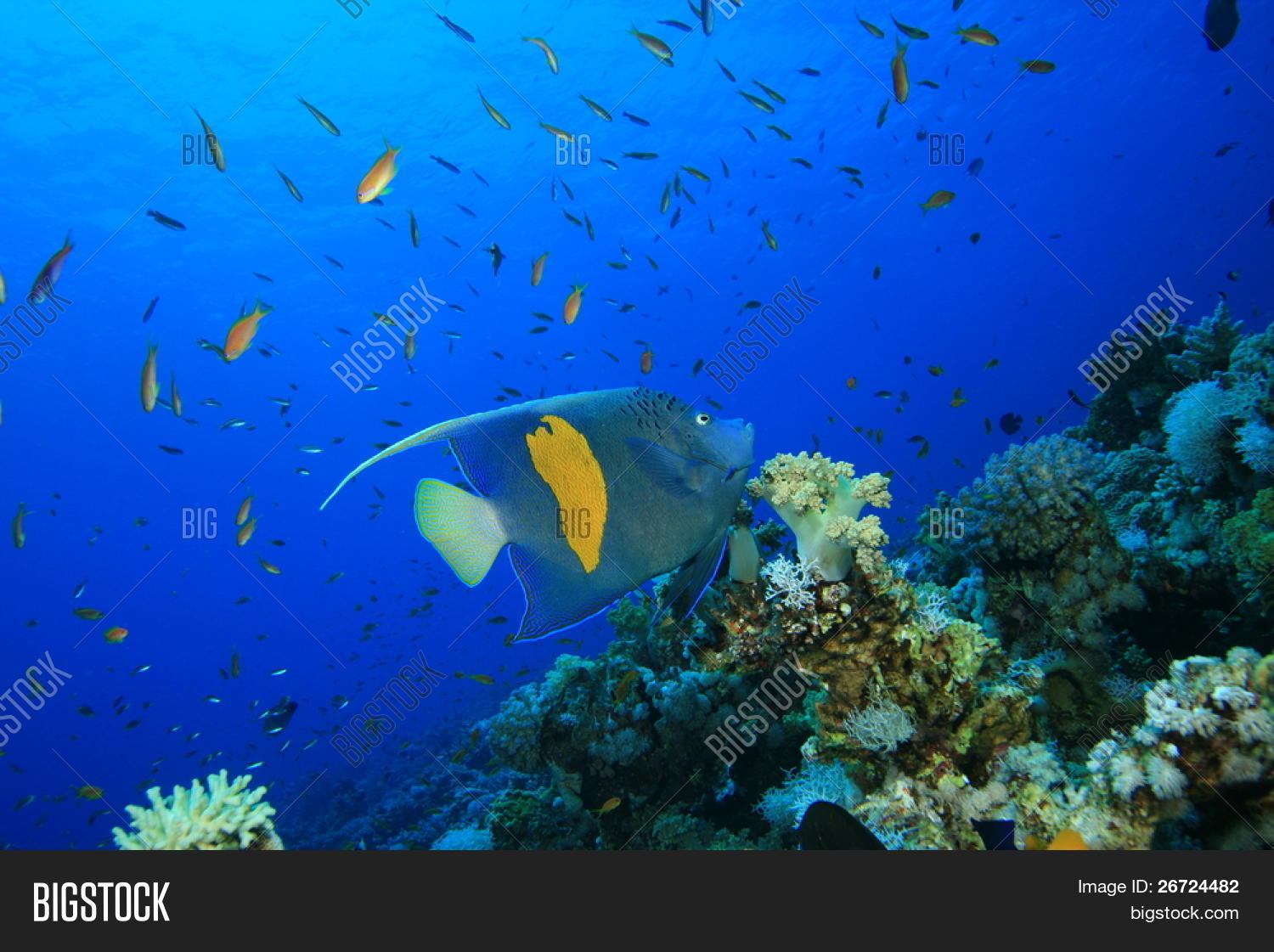 Yellowbar Angelfish ( Image & Photo (Free Trial) | Bigstock