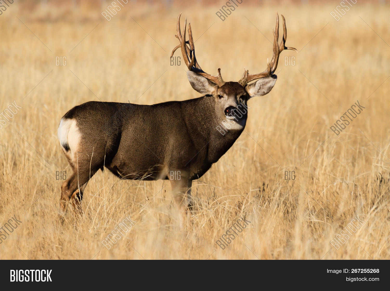 Mule Deer Buck - Wild Image & Photo (Free Trial) | Bigstock