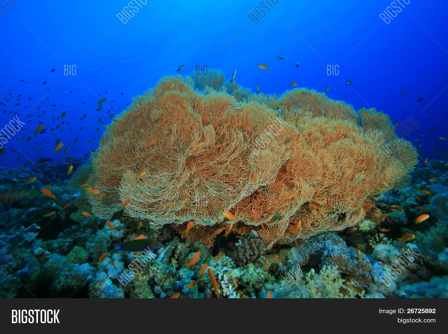 Giant Sea Fan Corals ( Image & Photo (Free Trial) | Bigstock