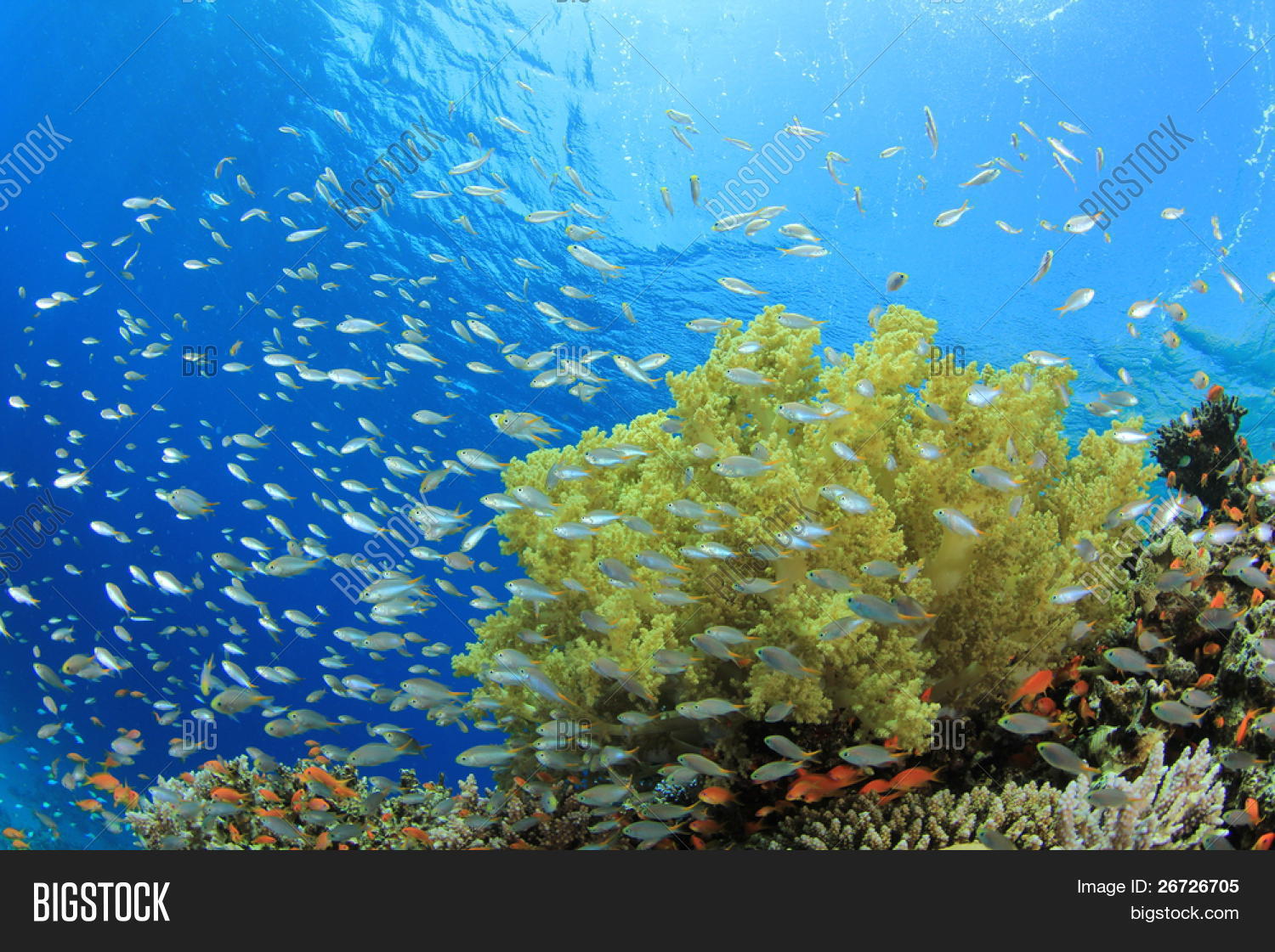 Shoal Damselfish Soft Image & Photo (Free Trial) | Bigstock