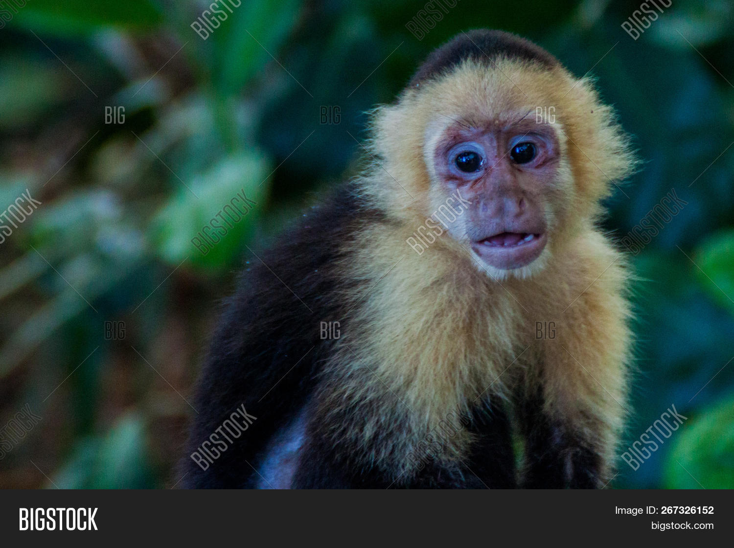 White-headed Capuchin Image & Photo (Free Trial) | Bigstock