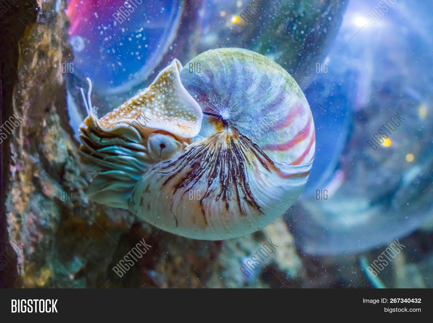 Beautiful Nautilus Image & Photo (Free Trial) | Bigstock