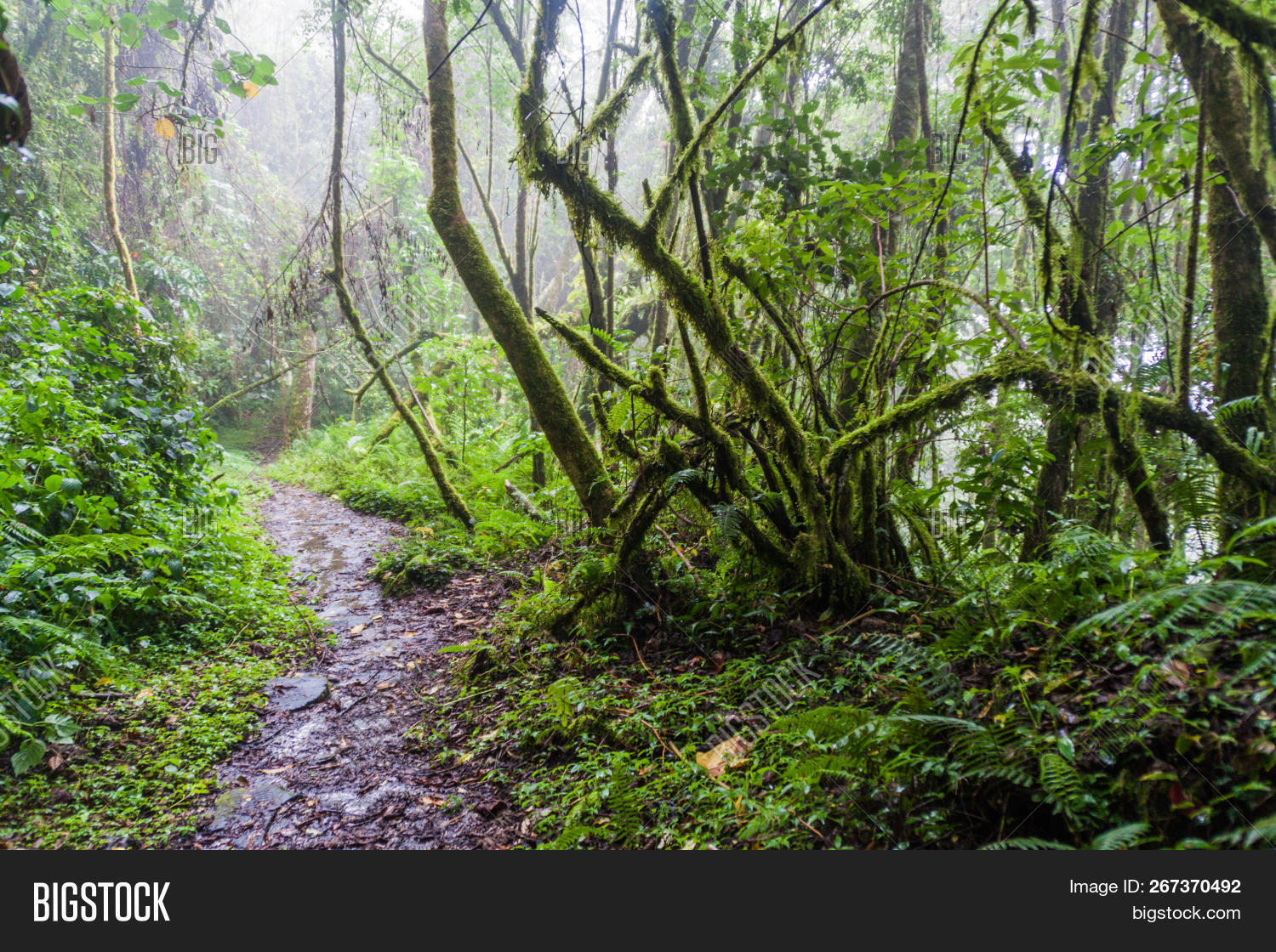 Hiking Trail Sendero Image & Photo (Free Trial) | Bigstock