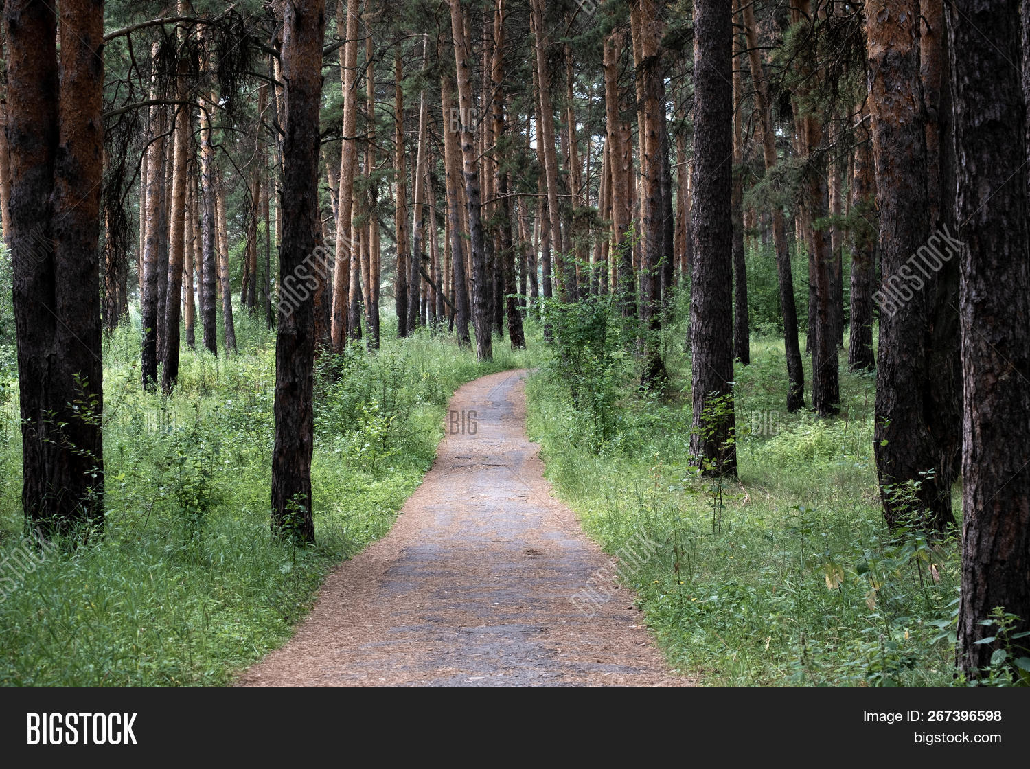 Walk Fresh Air Along Image & Photo (Free Trial) | Bigstock
