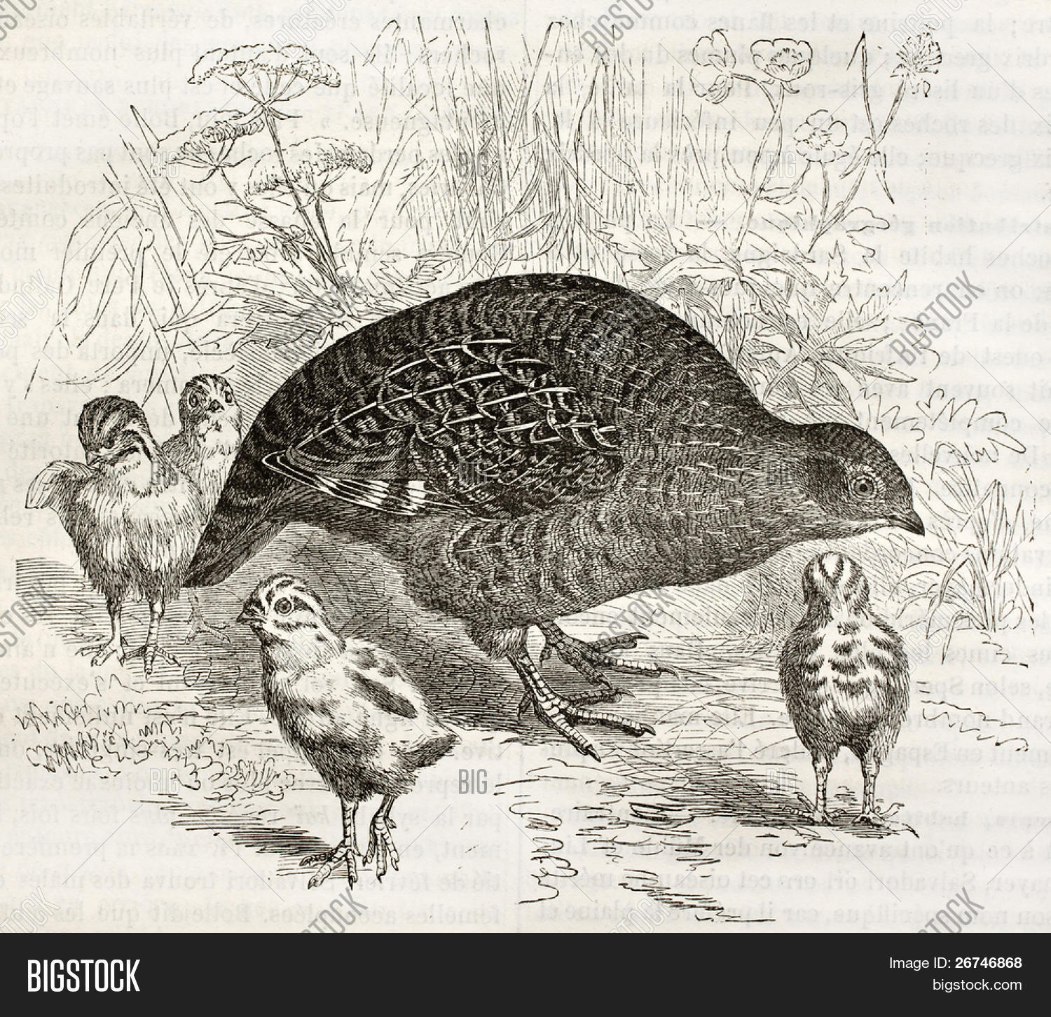 Grey Partridge Old Image & Photo (Free Trial) | Bigstock