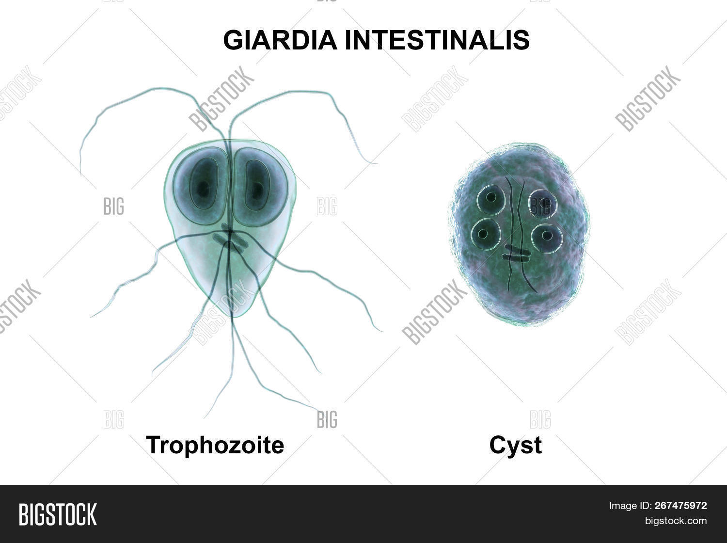 Giardia Intestinalis, Image & Photo (Free Trial) | Bigstock