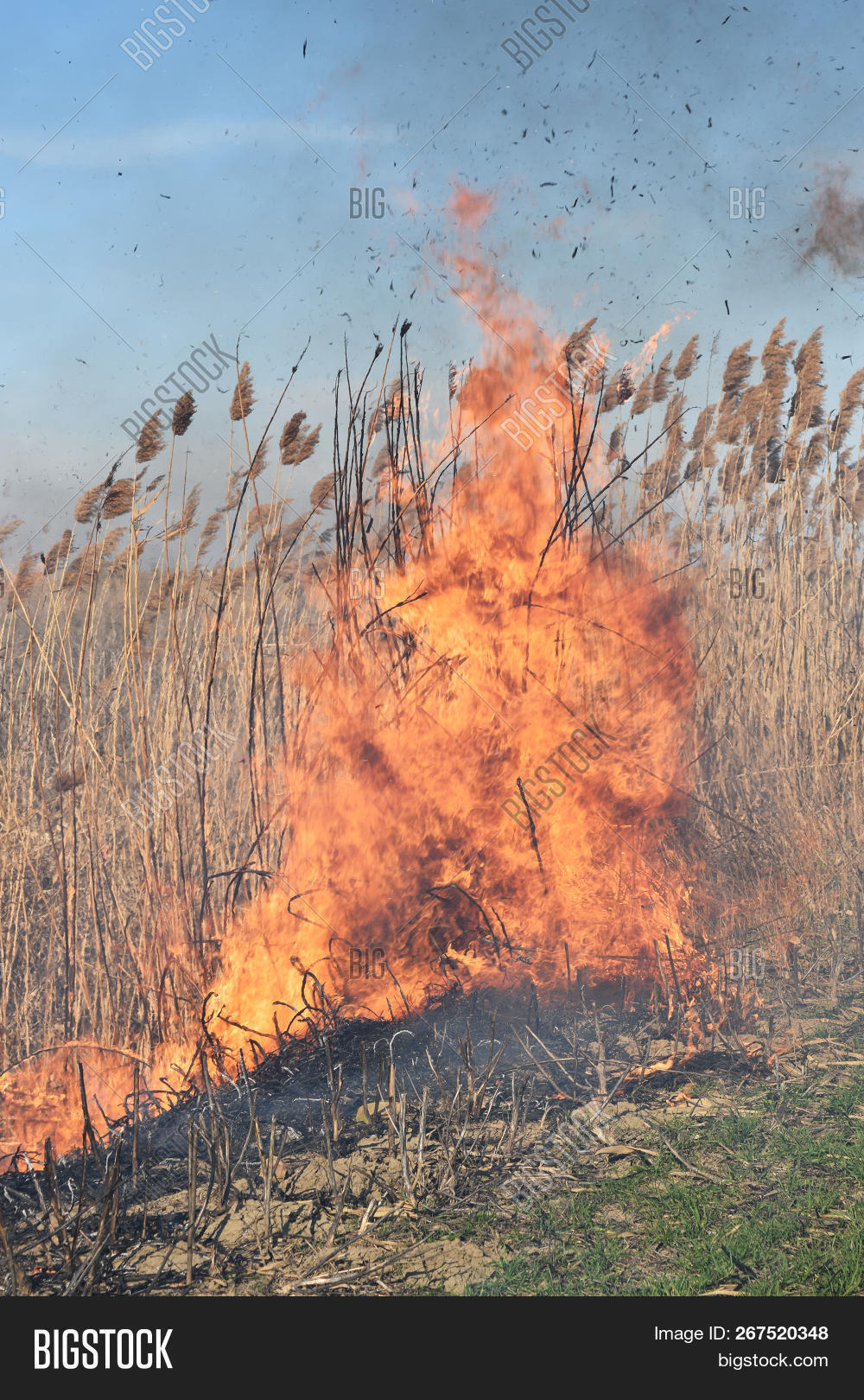 Burning Dry Grass Image & Photo (Free Trial) | Bigstock