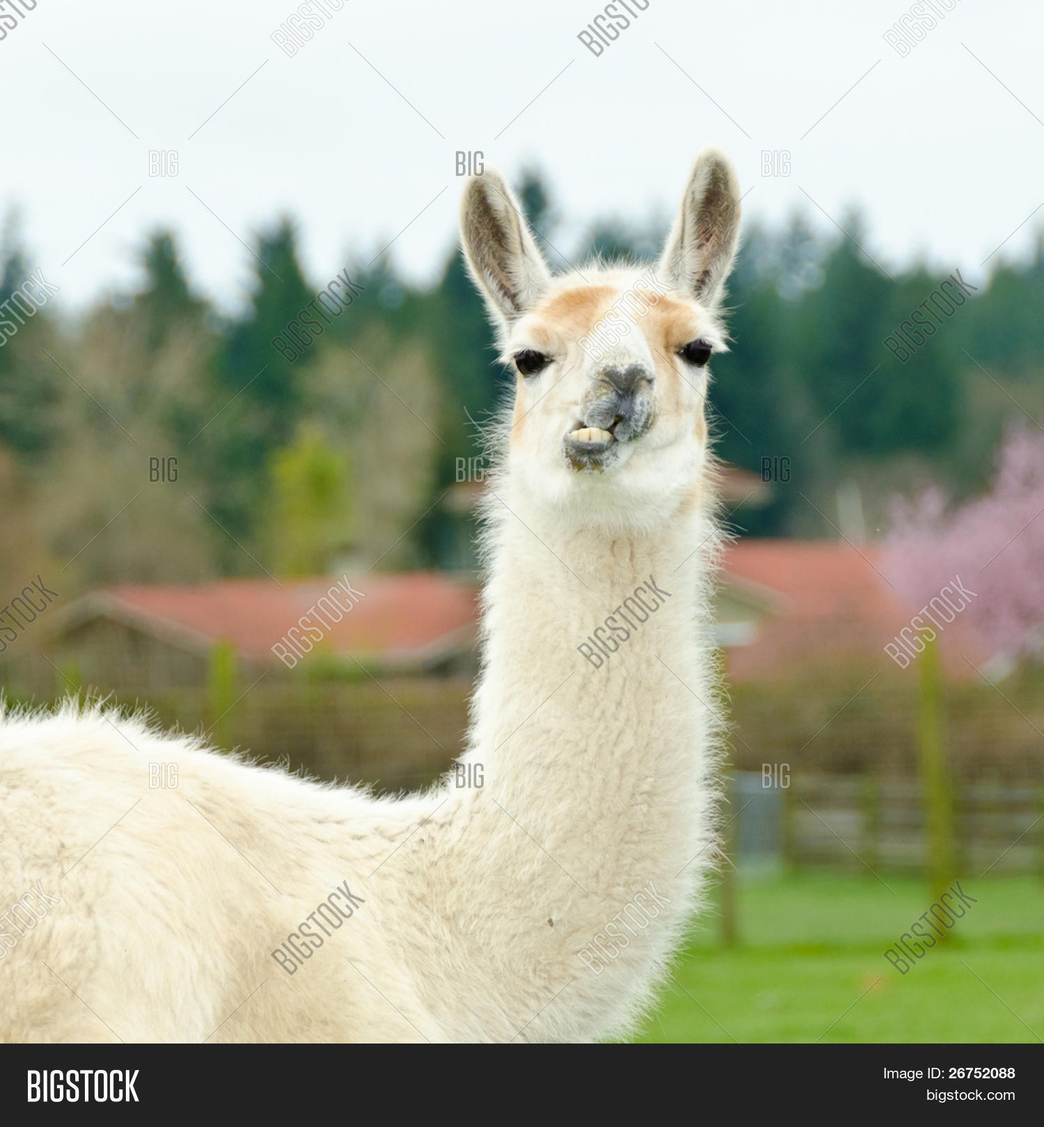 Portrait Lama On Farm Image & Photo (Free Trial) | Bigstock