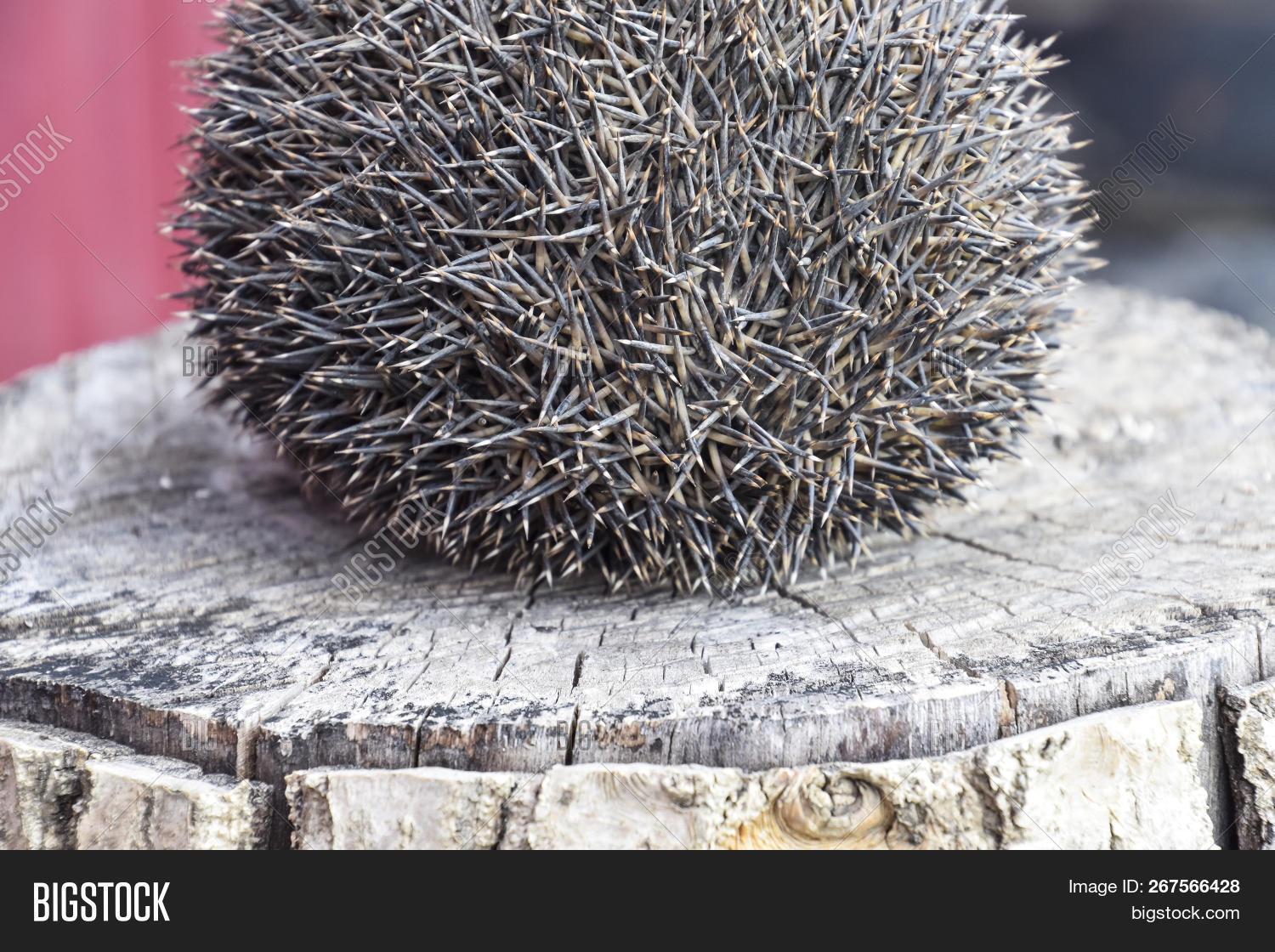 Hedgehog On Tree Stump Image & Photo (Free Trial) | Bigstock
