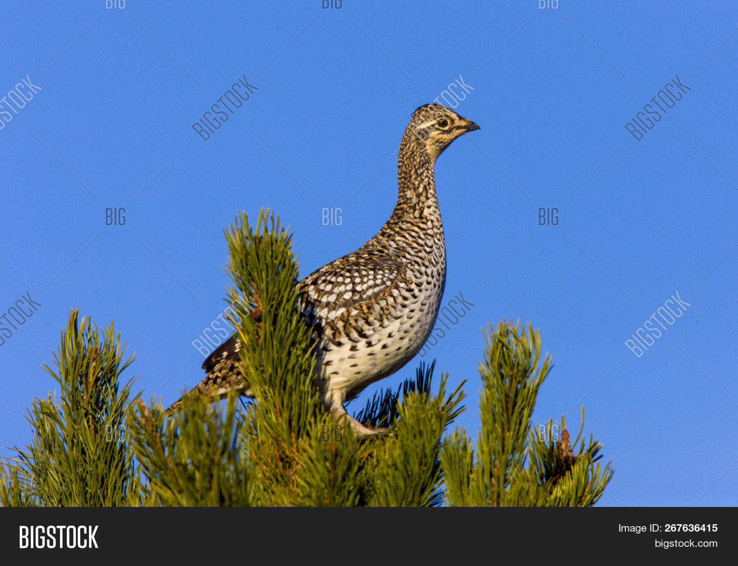 Sharp Tailed Grouse Image & Photo (Free Trial) | Bigstock