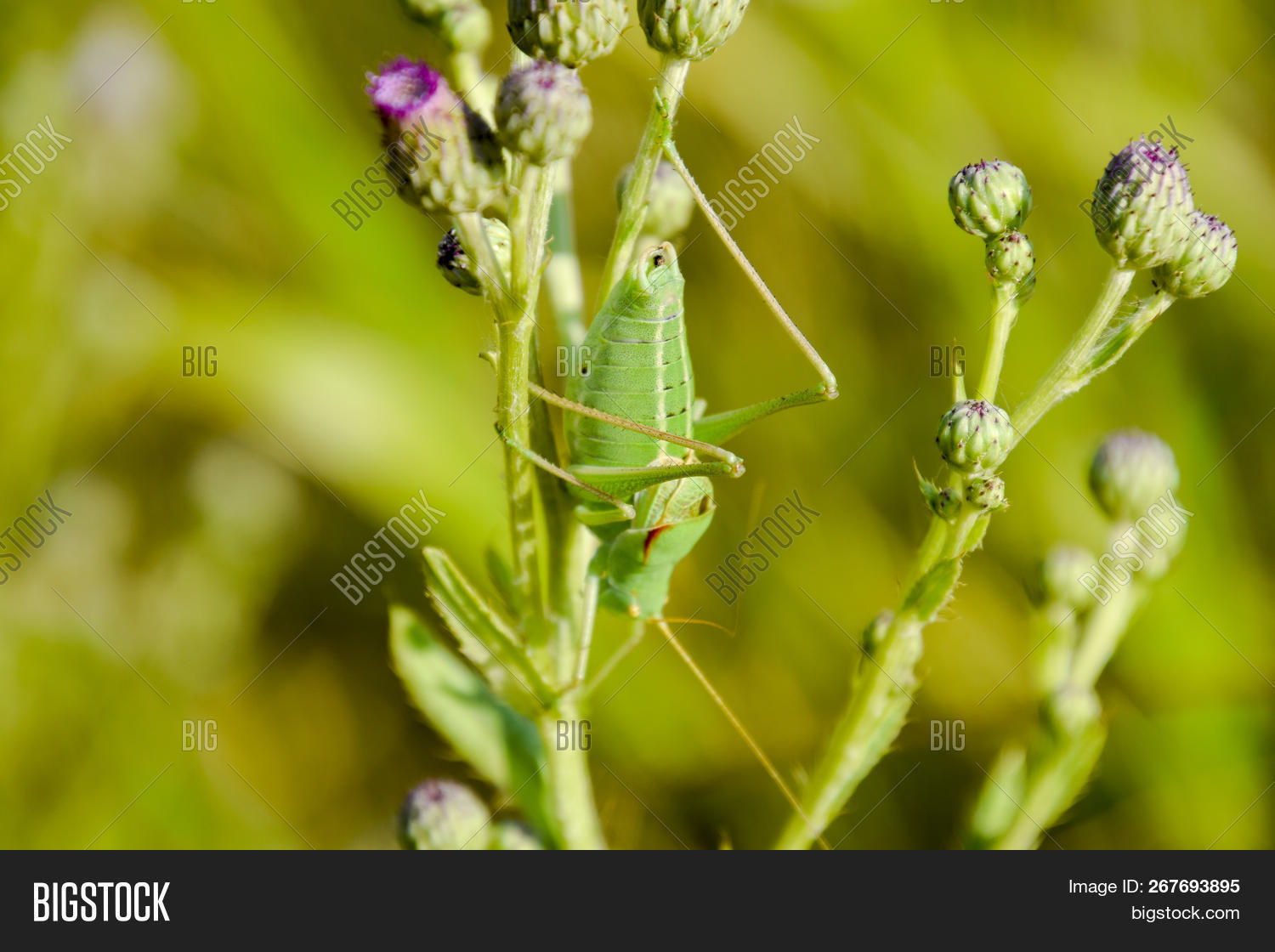 Isophya On Stems Image & Photo (Free Trial) | Bigstock