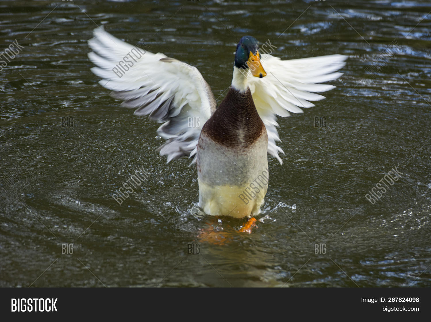 Photo Bird Pond Image & Photo (Free Trial) | Bigstock