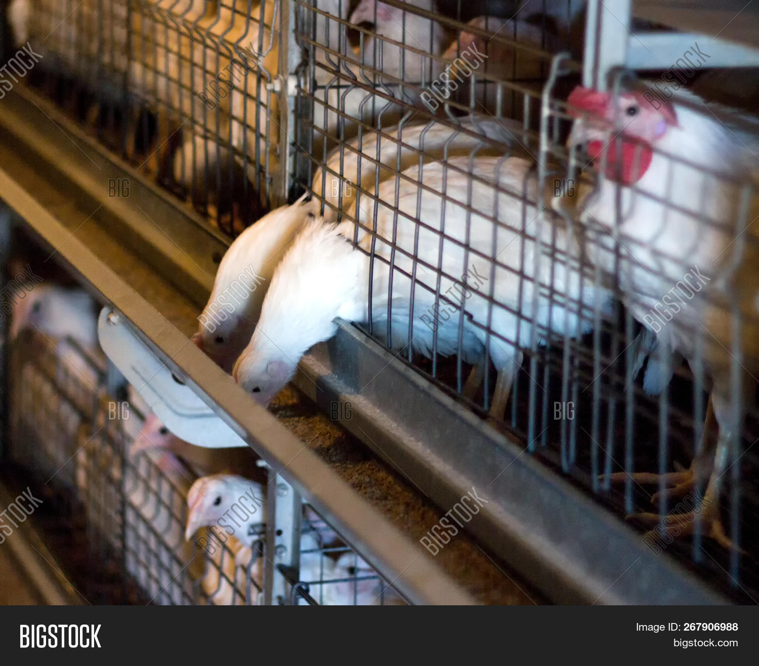 Breeding Broiler Image & Photo (Free Trial) | Bigstock