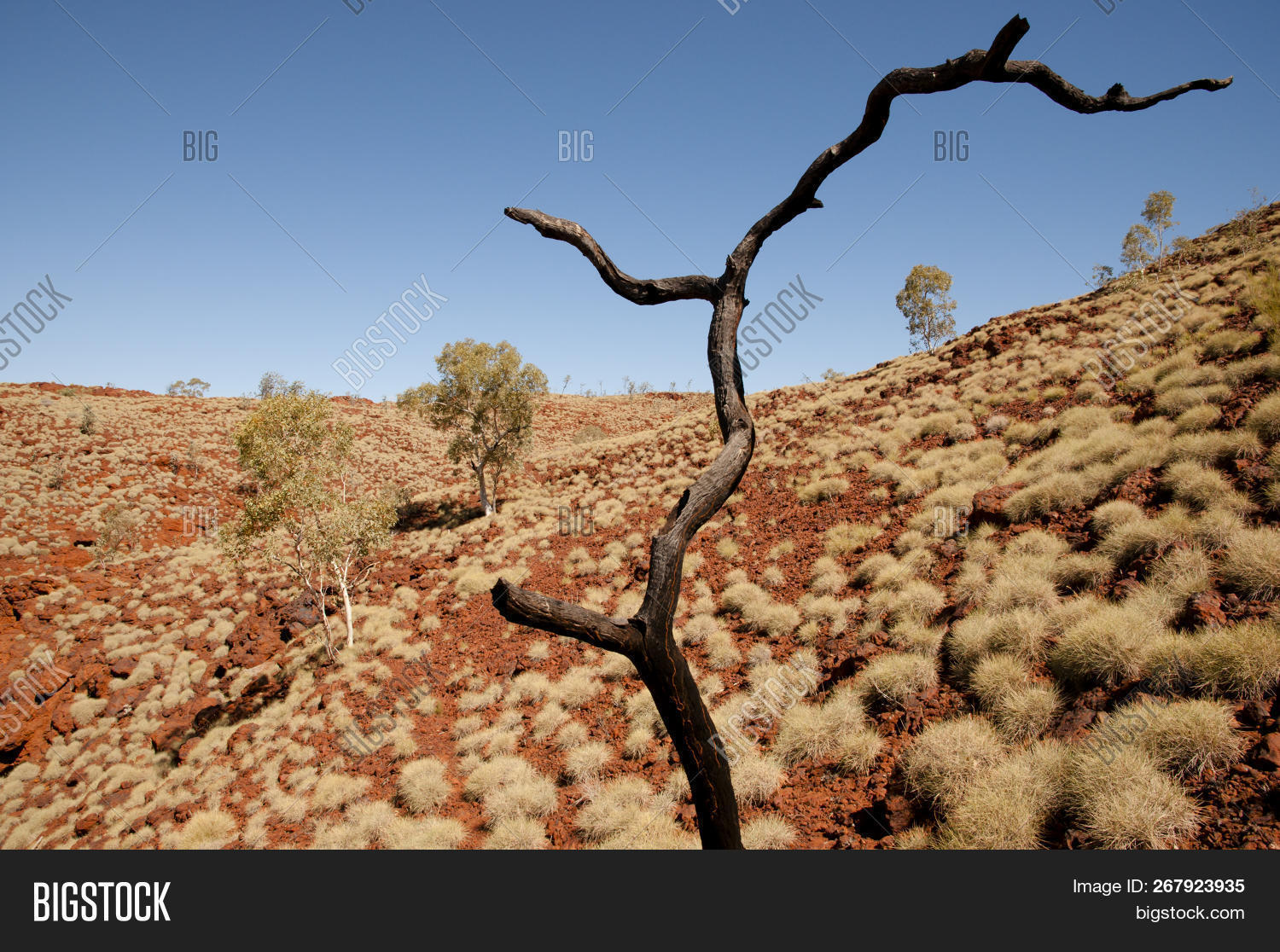 Burnt Tree Pilbara - Image & Photo (Free Trial) | Bigstock