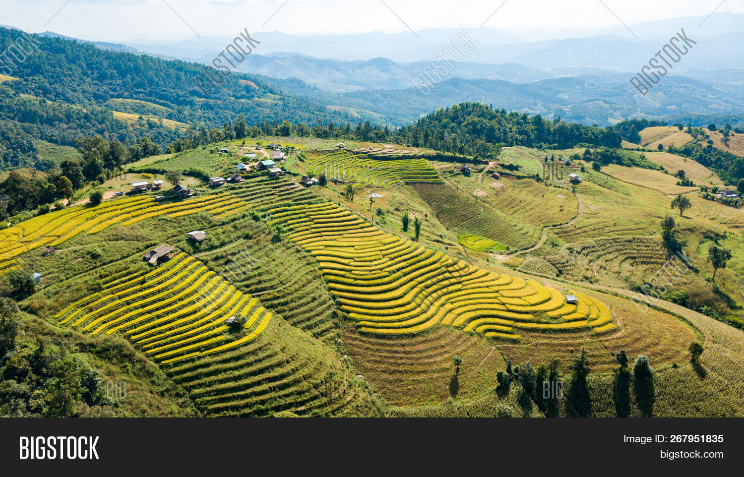 Most Beautiful Rice Image & Photo (Free Trial) | Bigstock