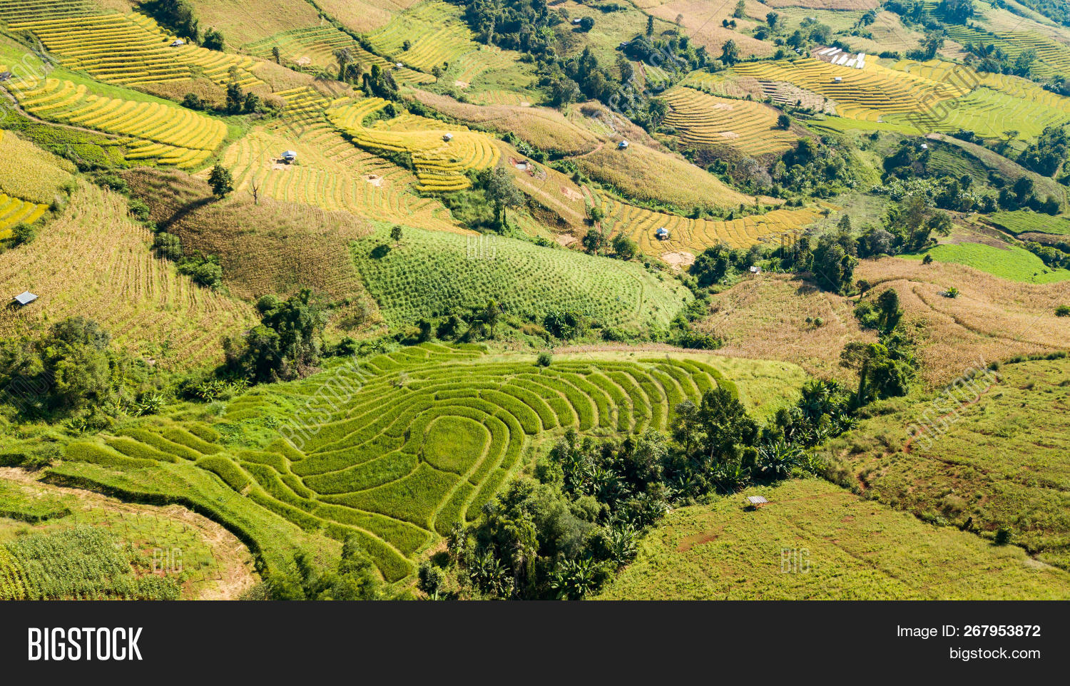 Most Beautiful Rice Image & Photo (Free Trial) | Bigstock