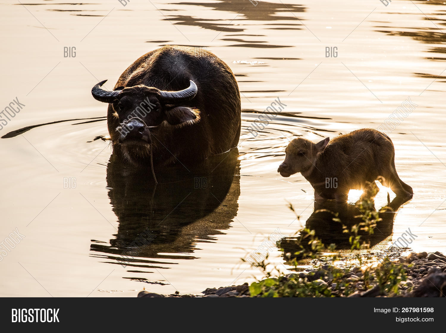 Water Buffalo Little Image & Photo (Free Trial) | Bigstock