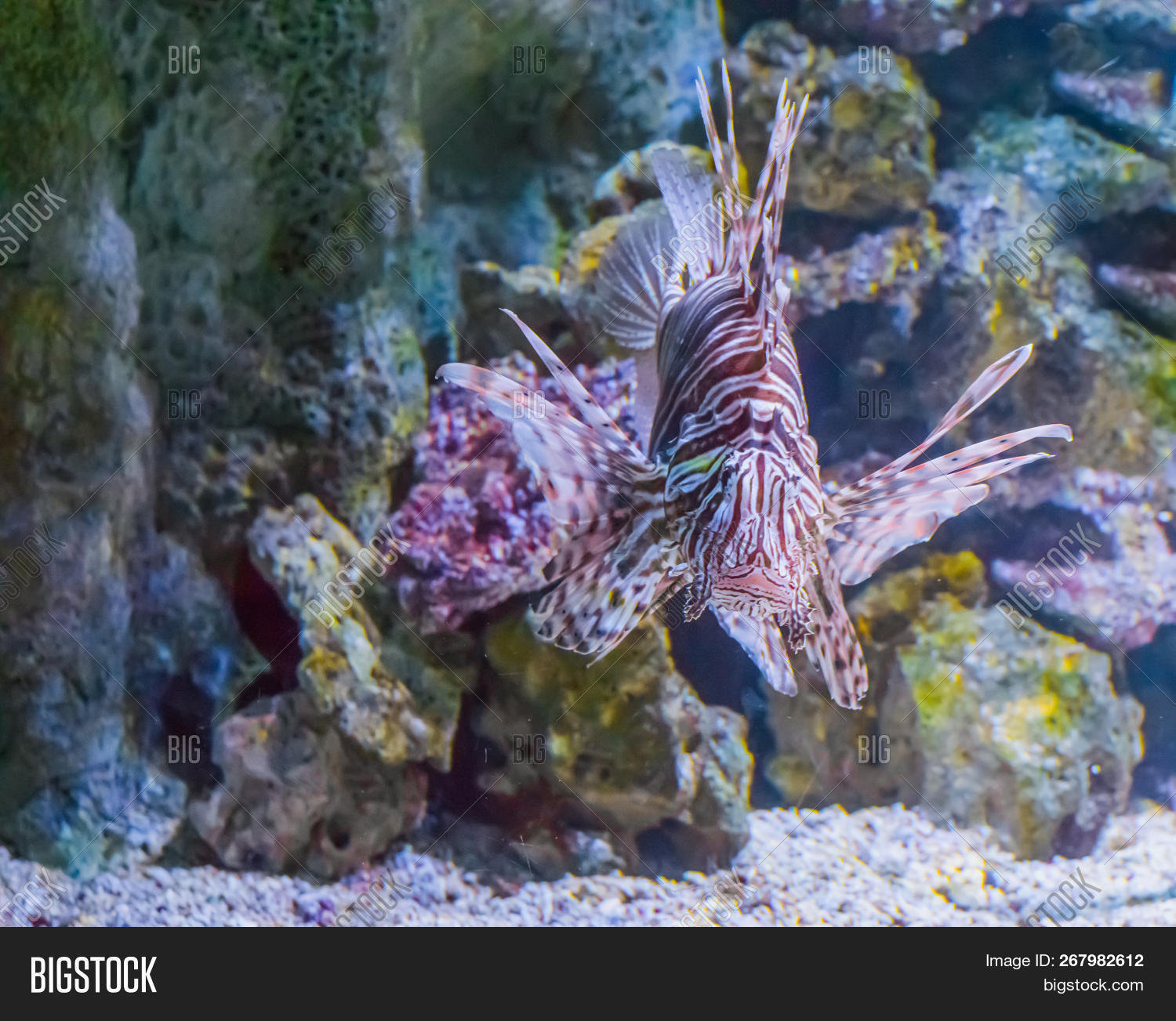Lionfish Head Closeup Image & Photo (Free Trial) | Bigstock