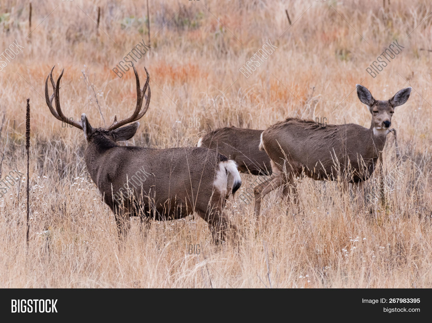 Wild Deer Colorado Image & Photo (Free Trial) | Bigstock