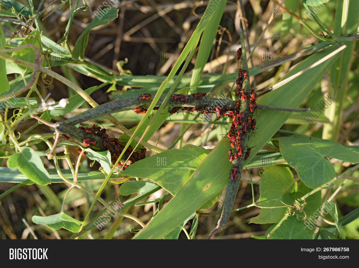 Firebugs Mating Image & Photo (Free Trial) | Bigstock