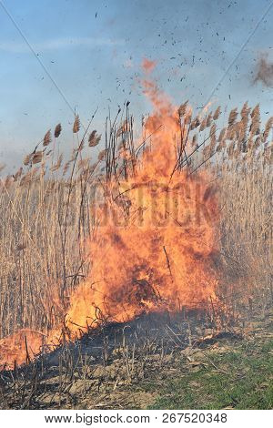 Burning Dry Grass Image & Photo (Free Trial) | Bigstock
