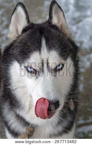 Portrait Dog Licking Image & Photo (Free Trial) | Bigstock