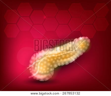 Pancreas Anatomy Vector & Photo (Free Trial) | Bigstock