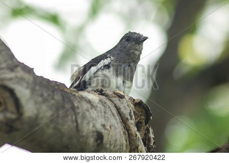 Copsychus Saularis Image & Photo (Free Trial) | Bigstock