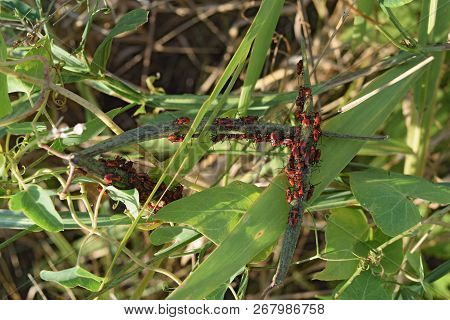 Firebugs Mating Image & Photo (Free Trial) | Bigstock