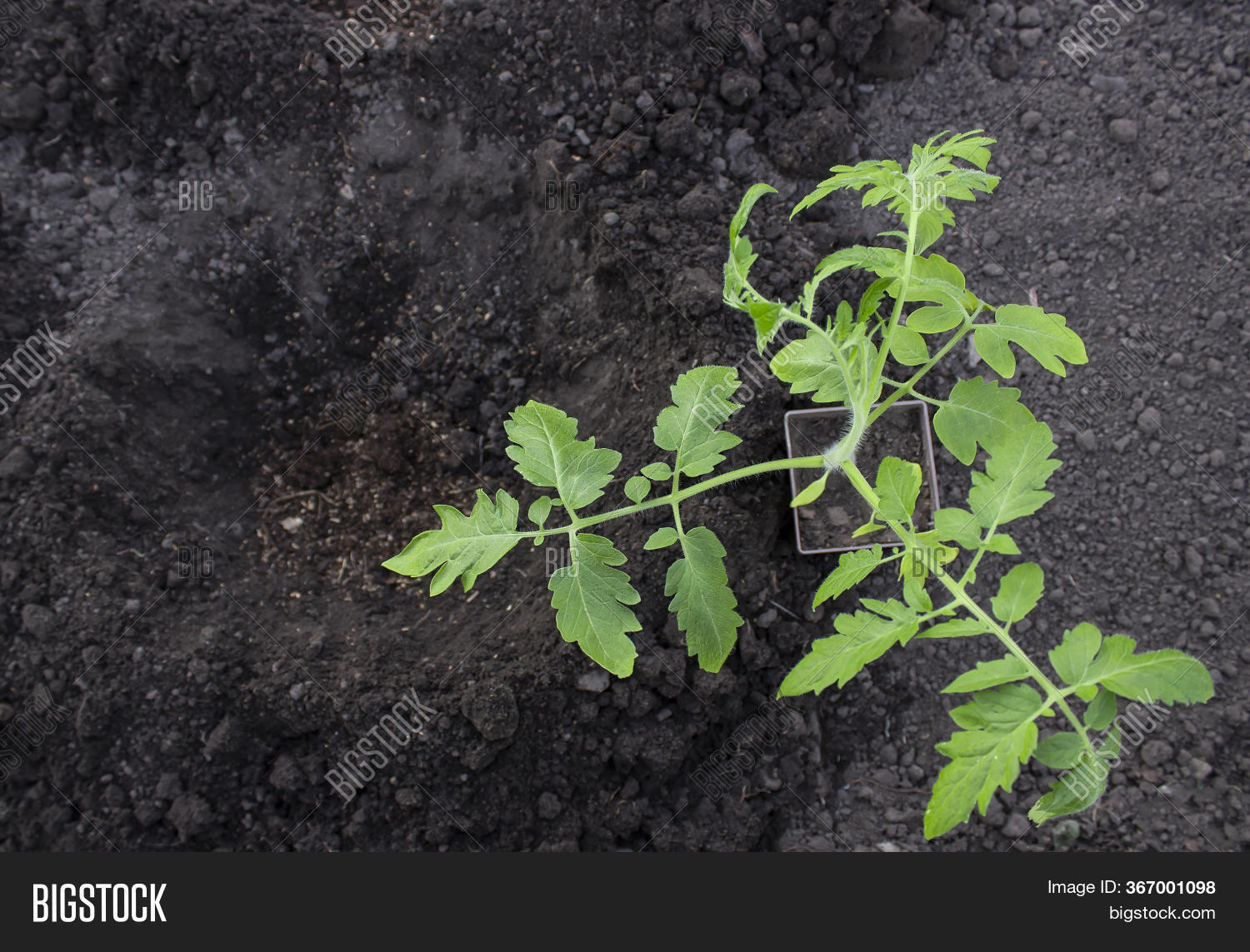 Vegetable Seedlings Image & Photo (Free Trial) | Bigstock