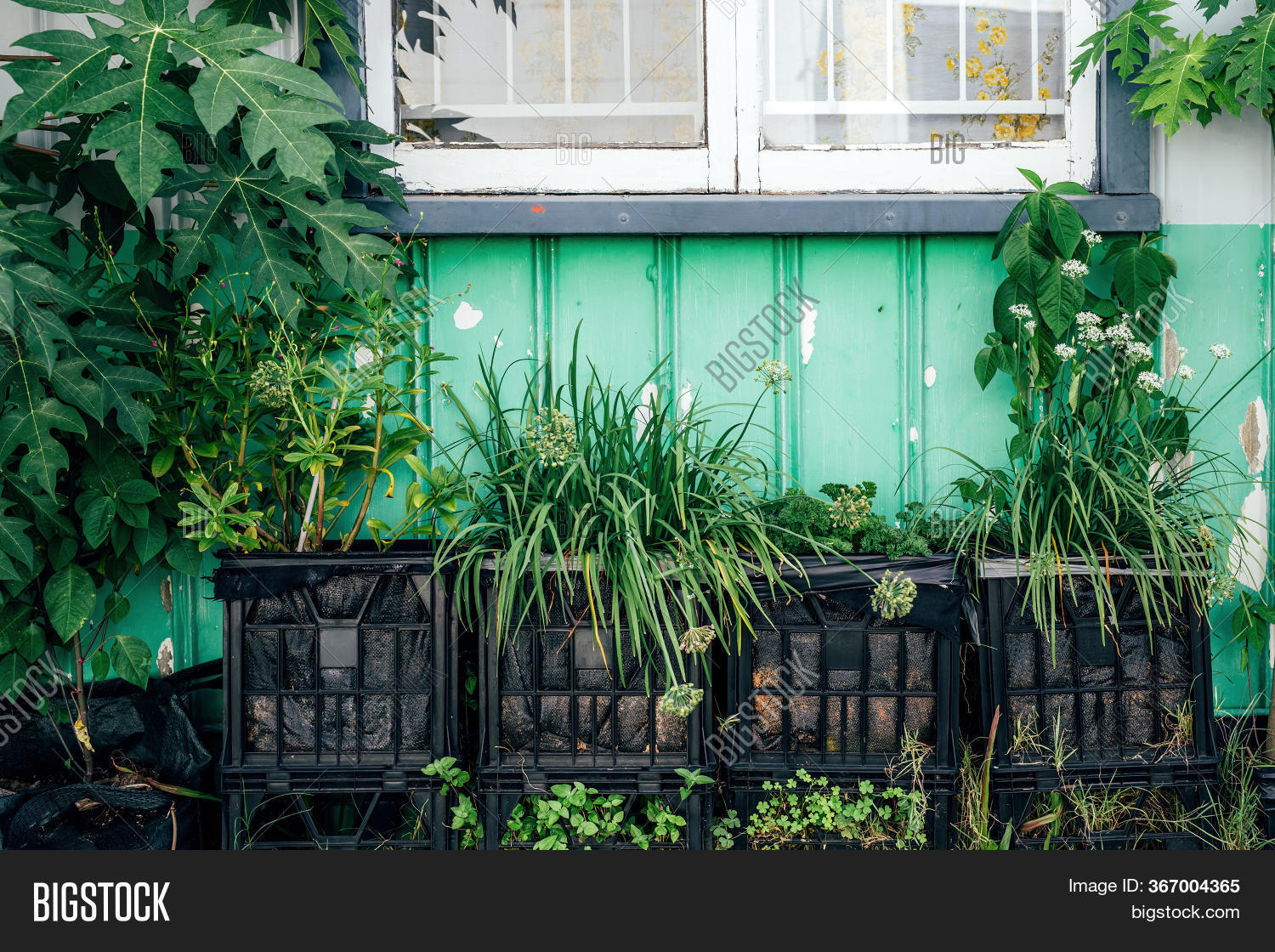 Green Plants Herbs Image & Photo (Free Trial) | Bigstock