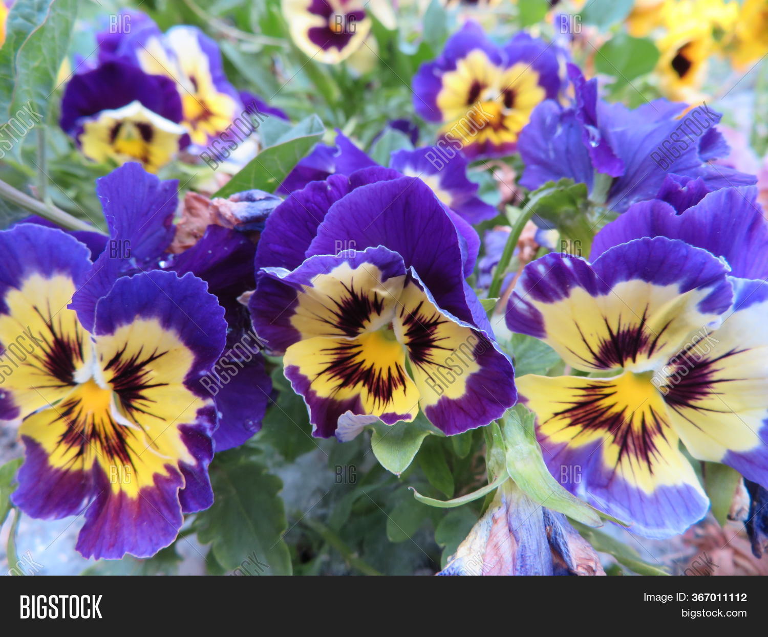 Flower Color Pretty Image & Photo (Free Trial) | Bigstock