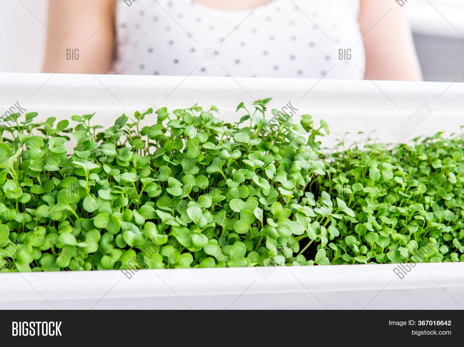 Fresh Micro Greens. Image & Photo (Free Trial) | Bigstock