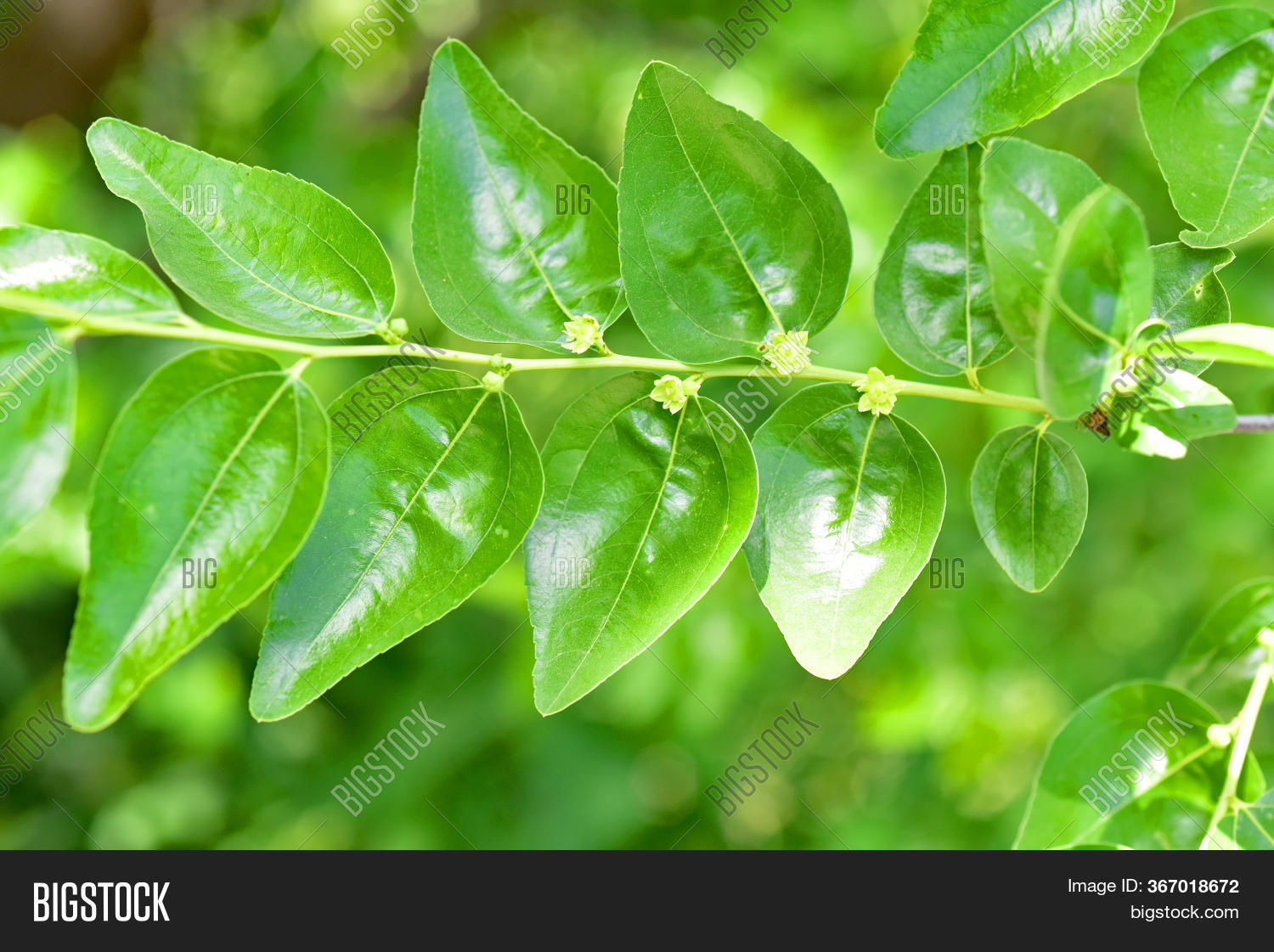 Jojoba Blooming Tree Image & Photo (Free Trial) | Bigstock