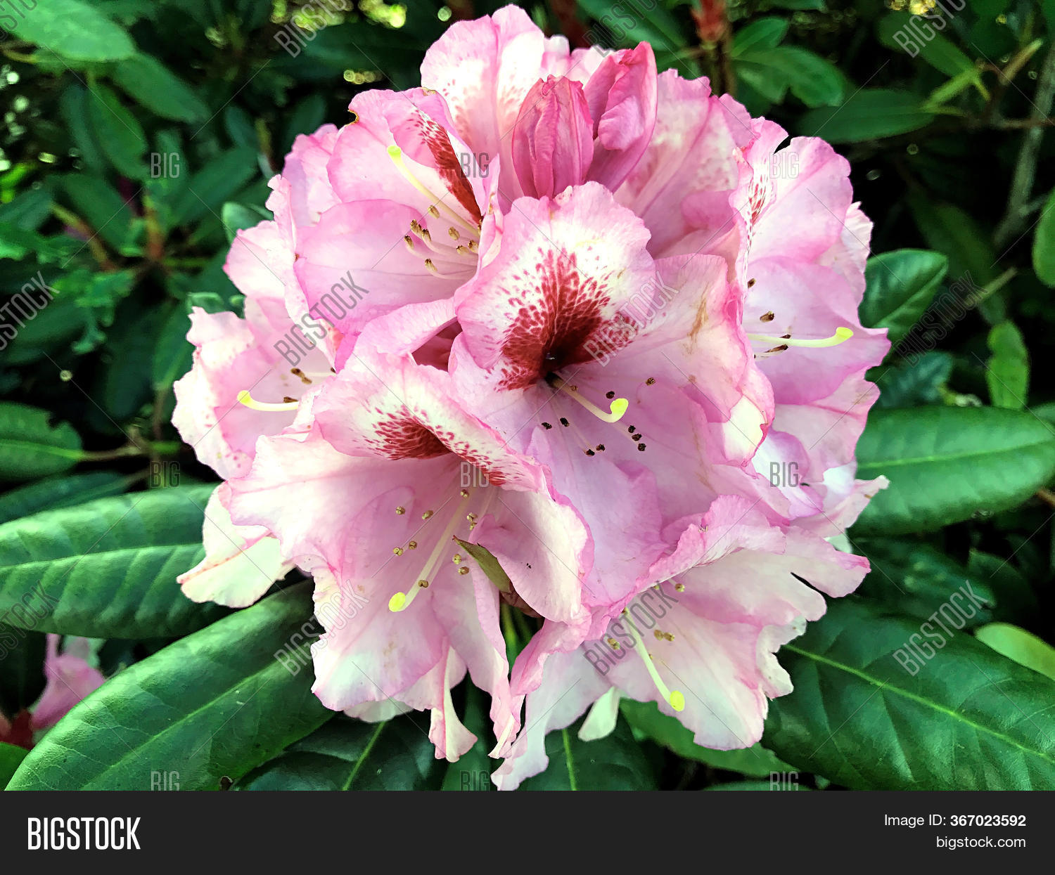 Rhododendron Azalea Image & Photo (Free Trial) | Bigstock