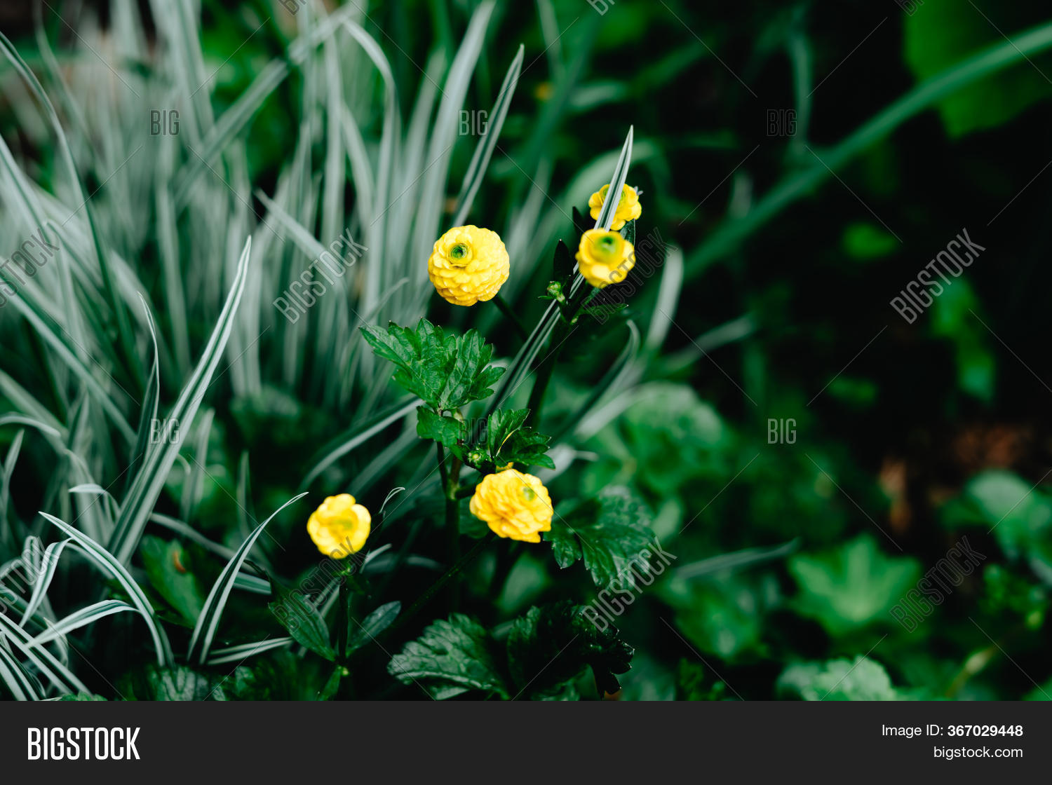 Flowering Yellow Image & Photo (Free Trial) | Bigstock