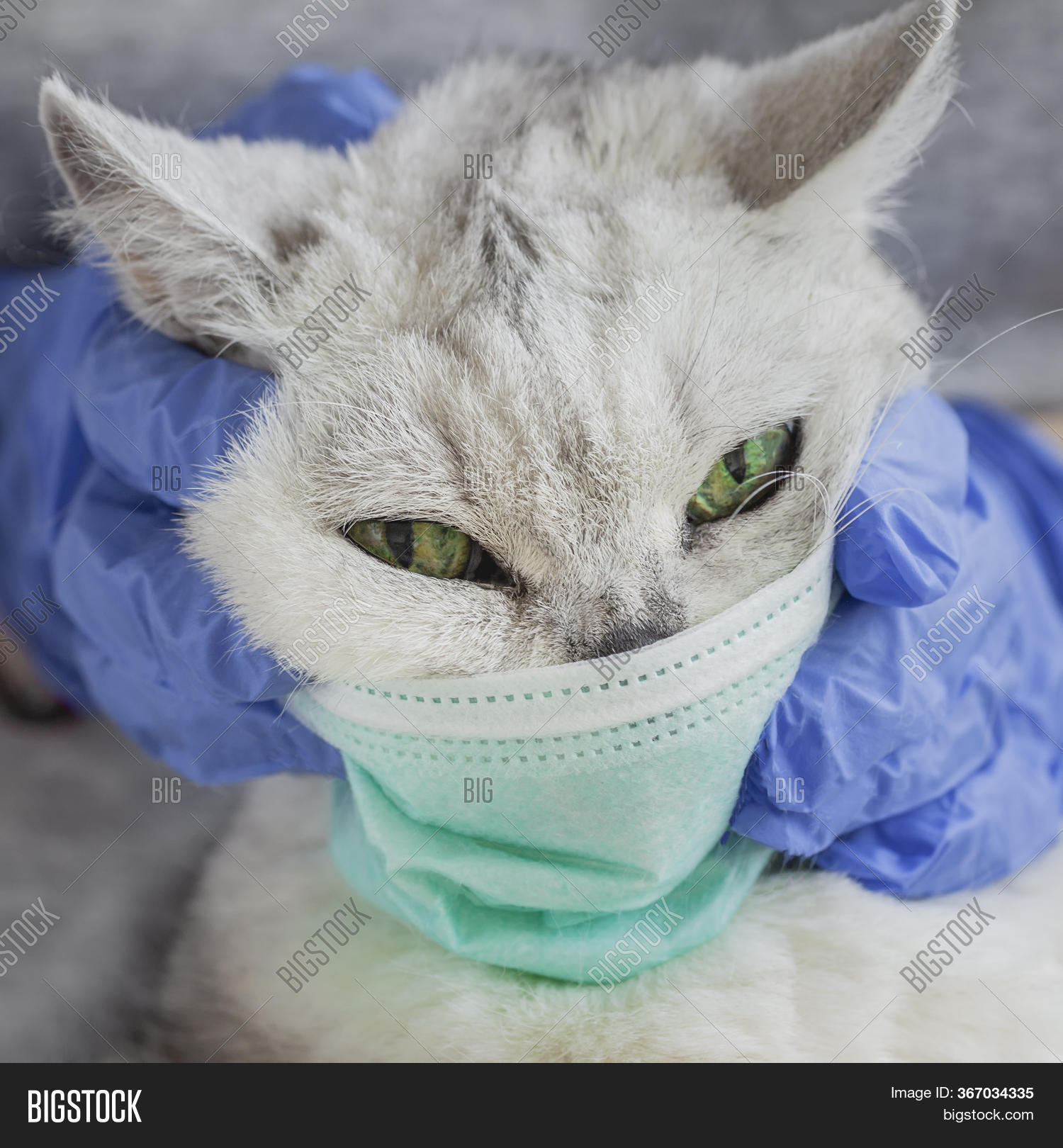 Cat Protective Image & Photo (Free Trial) | Bigstock