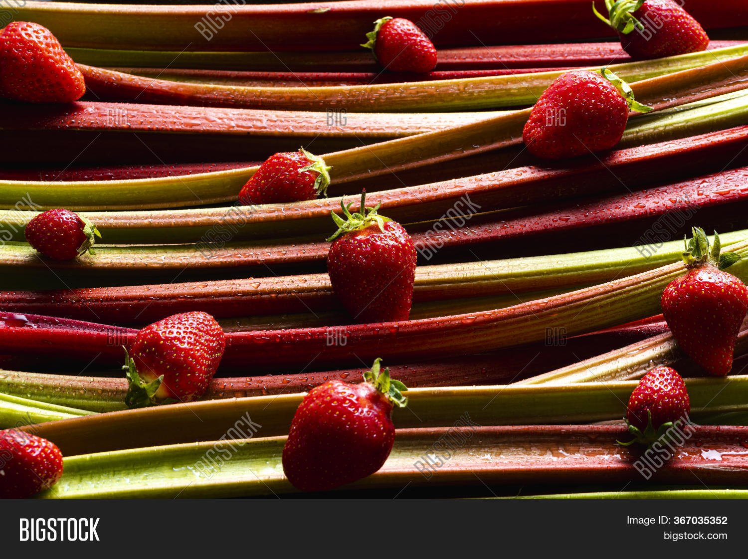 Rhubarb Stalks Image & Photo (Free Trial) | Bigstock
