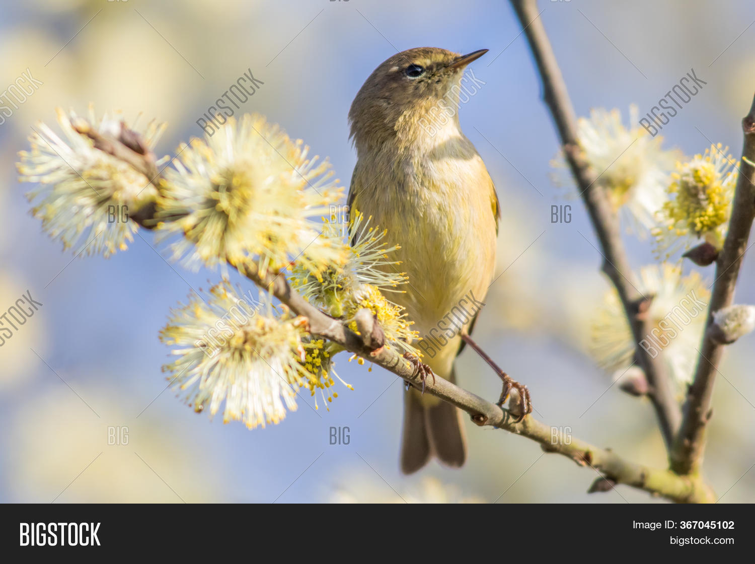 Common Chiffchaff ( Image & Photo (Free Trial) | Bigstock
