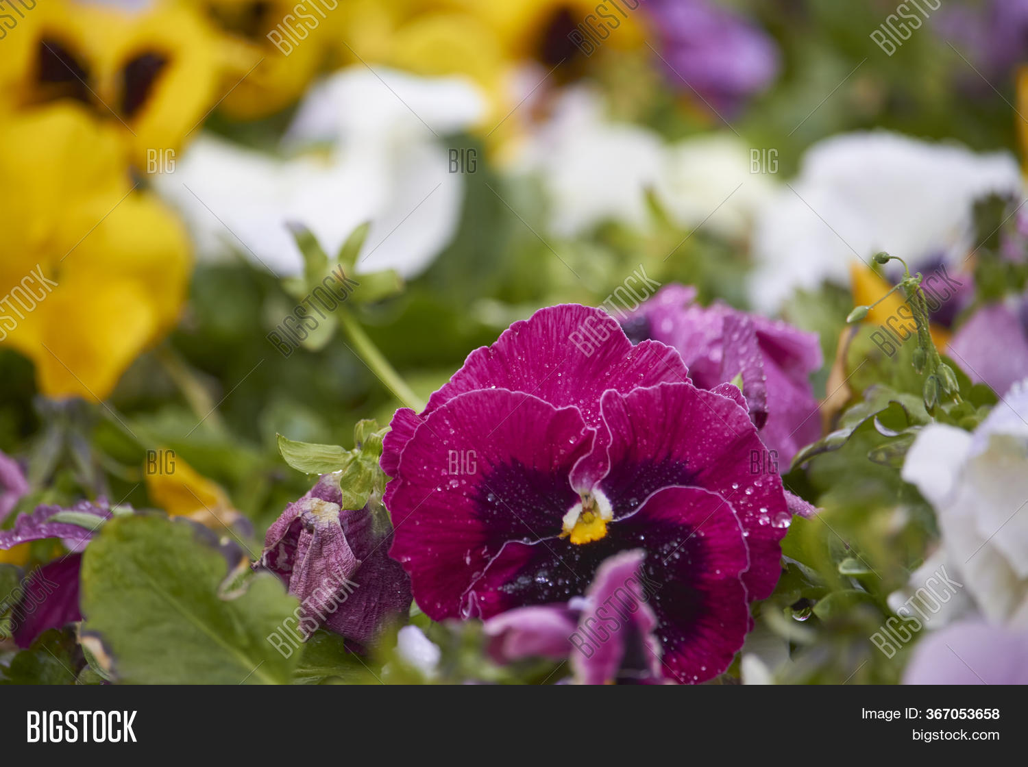 Multicolor Pansy Image & Photo (Free Trial) | Bigstock