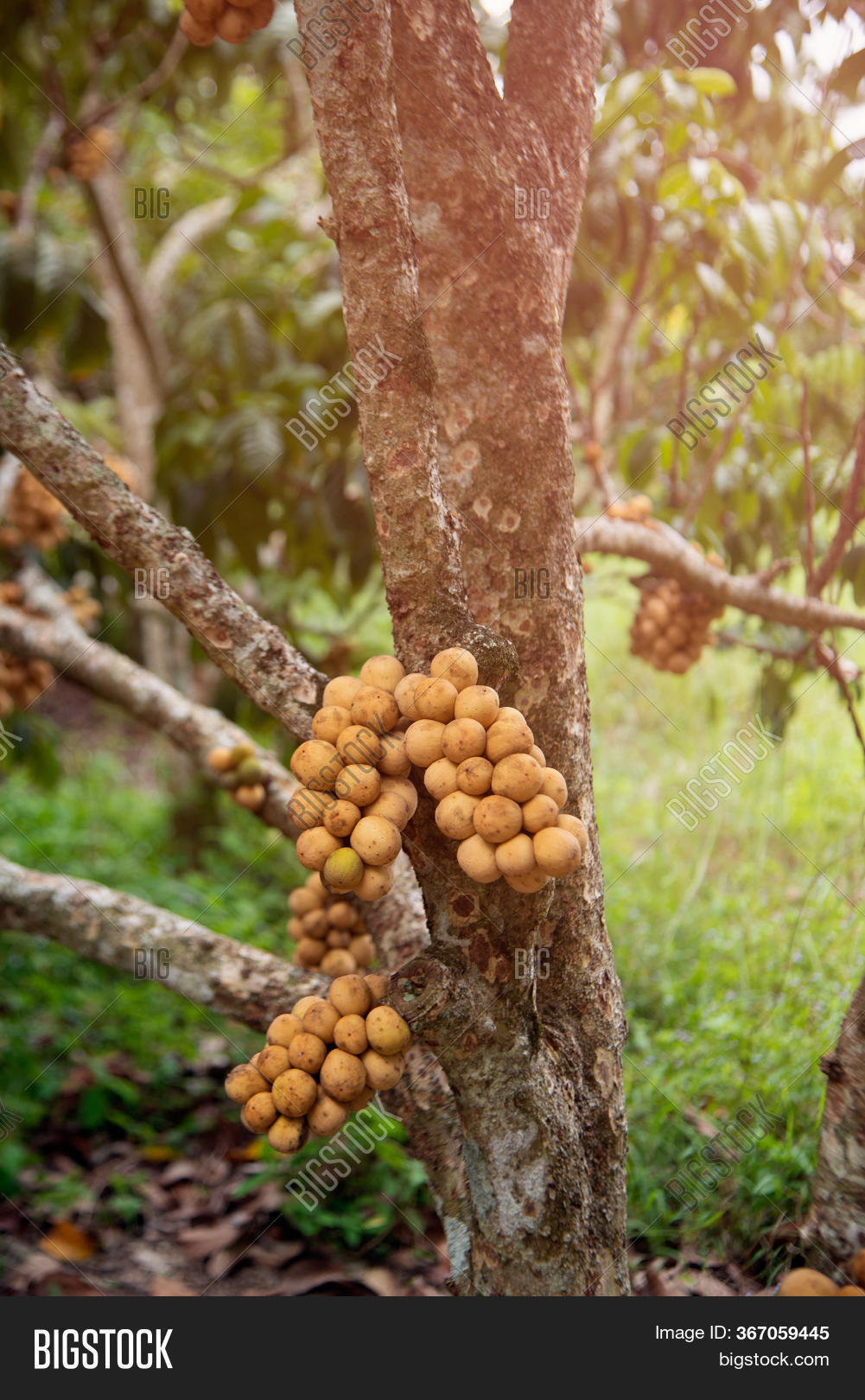 Lansium Domesticum, Image & Photo (Free Trial) | Bigstock