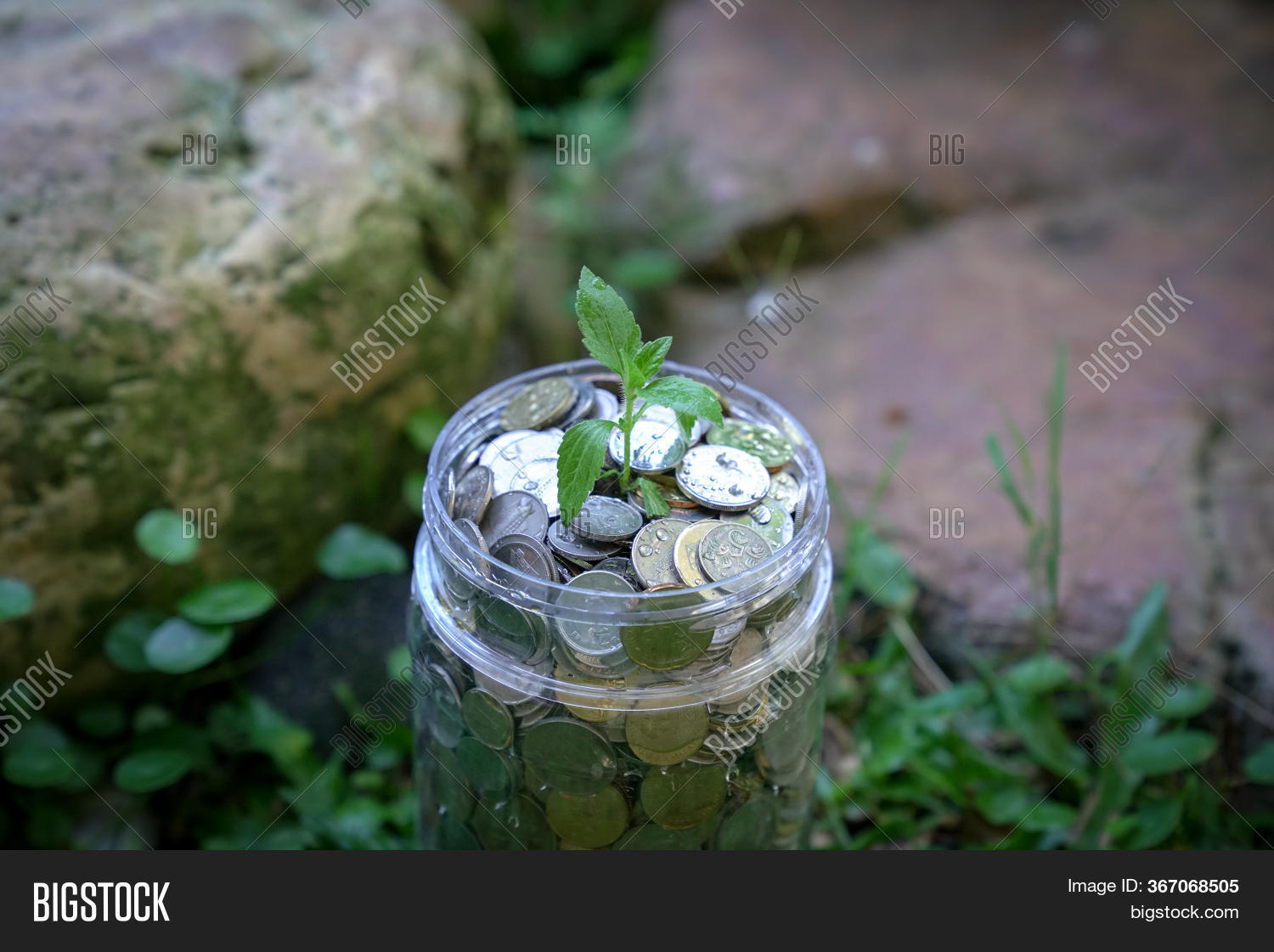 Plant Gowing Pot Money Image & Photo (Free Trial) | Bigstock