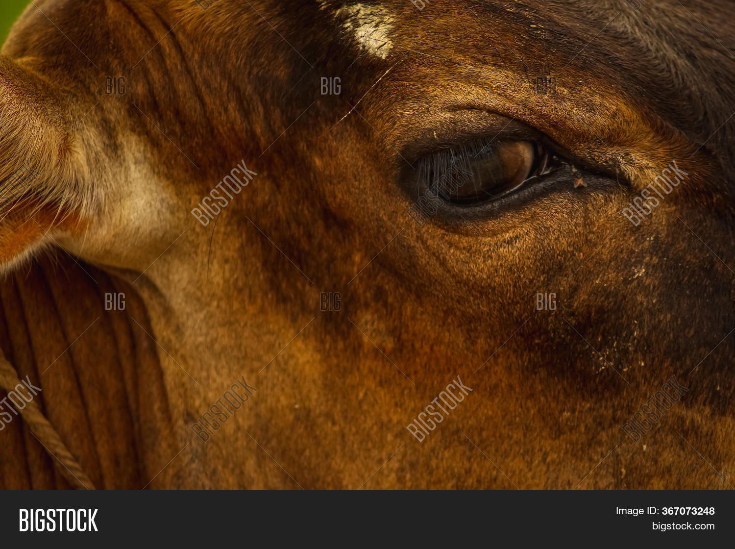 Cow Face Portrait Image & Photo (Free Trial) | Bigstock