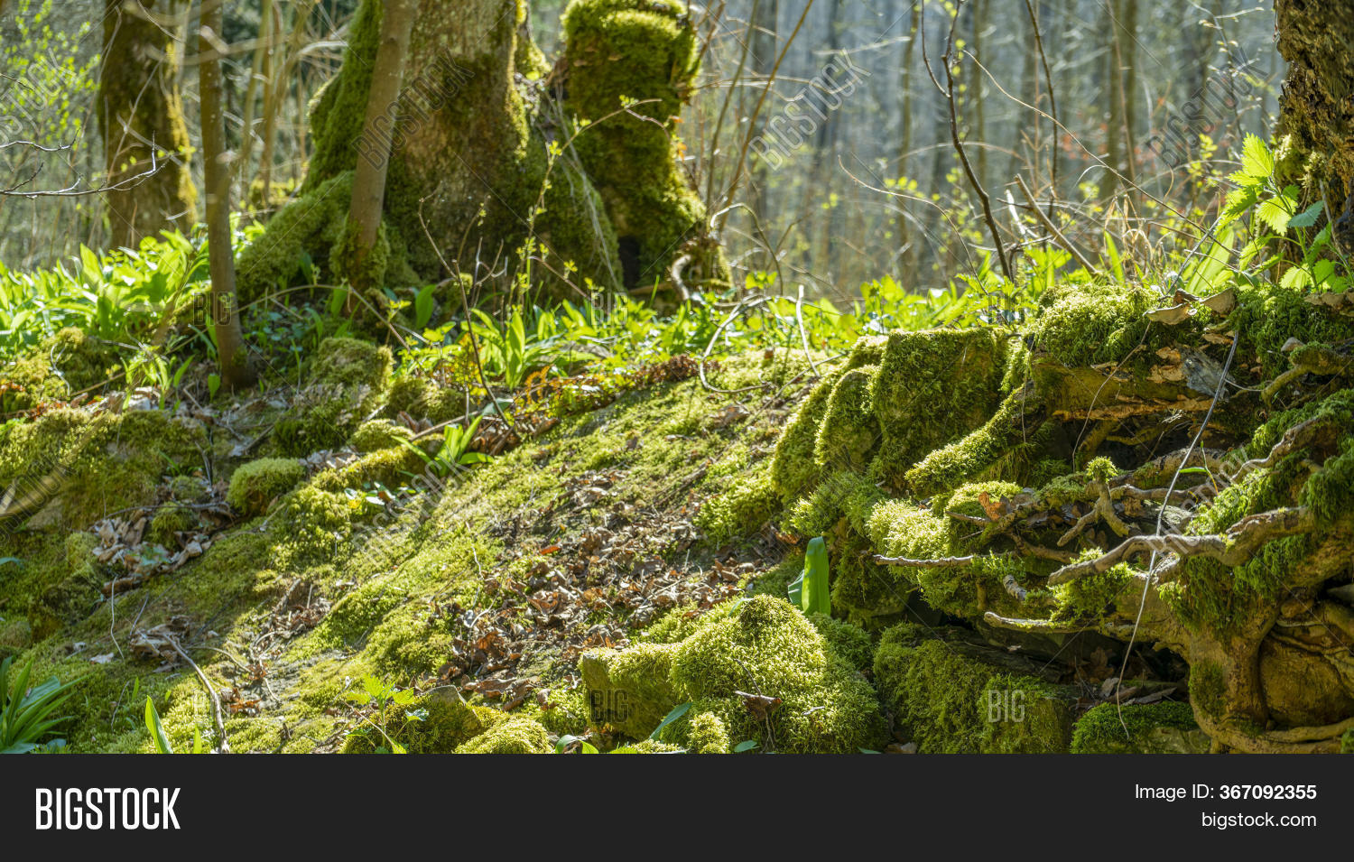 Natural Forest Scenery Image & Photo (Free Trial) | Bigstock