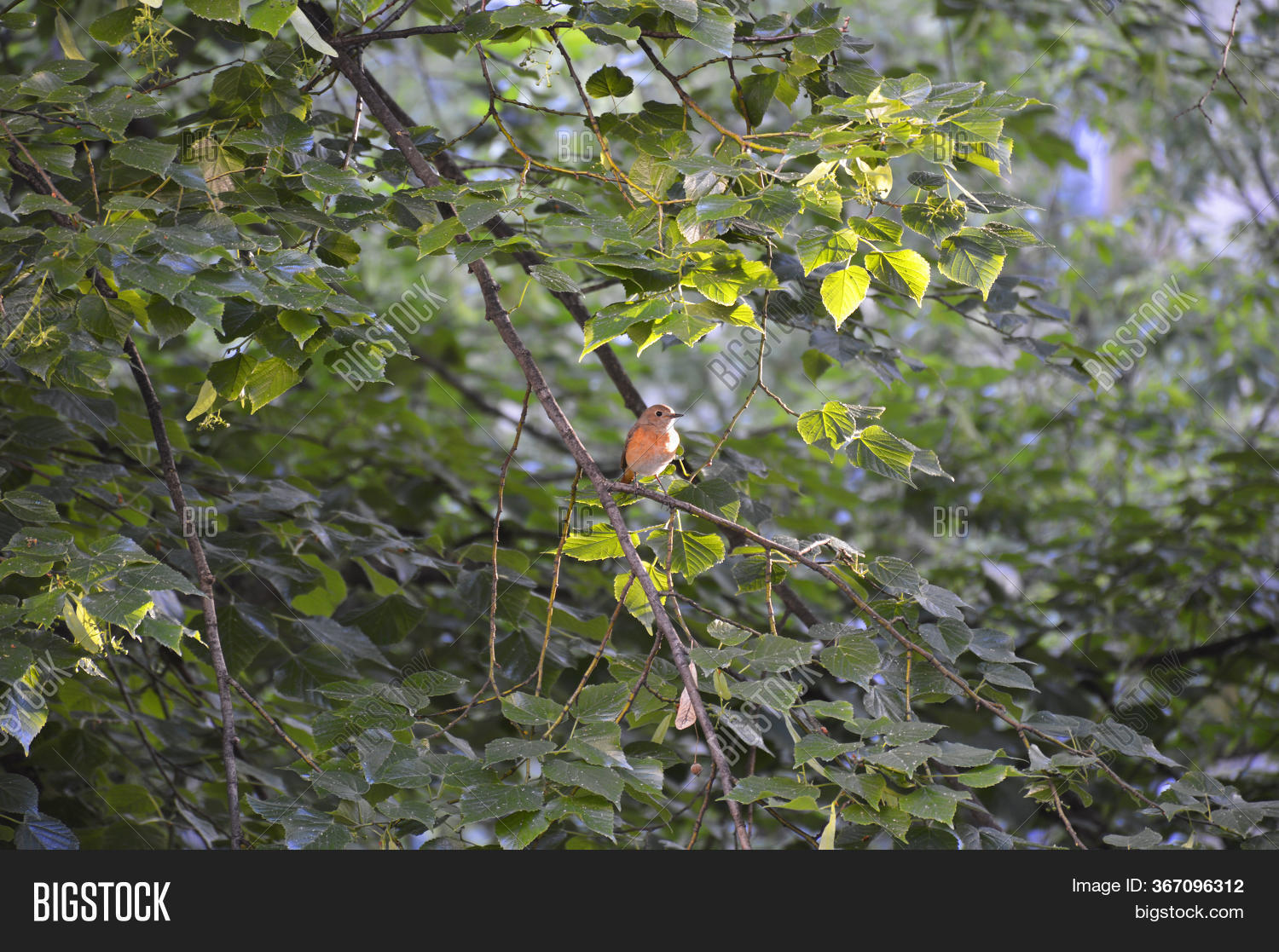 Beautiful, Nightingale Image & Photo (Free Trial) | Bigstock